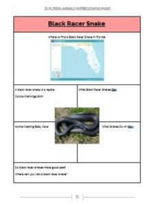 Florida Animals Notebooking Pages – Powerline Productions