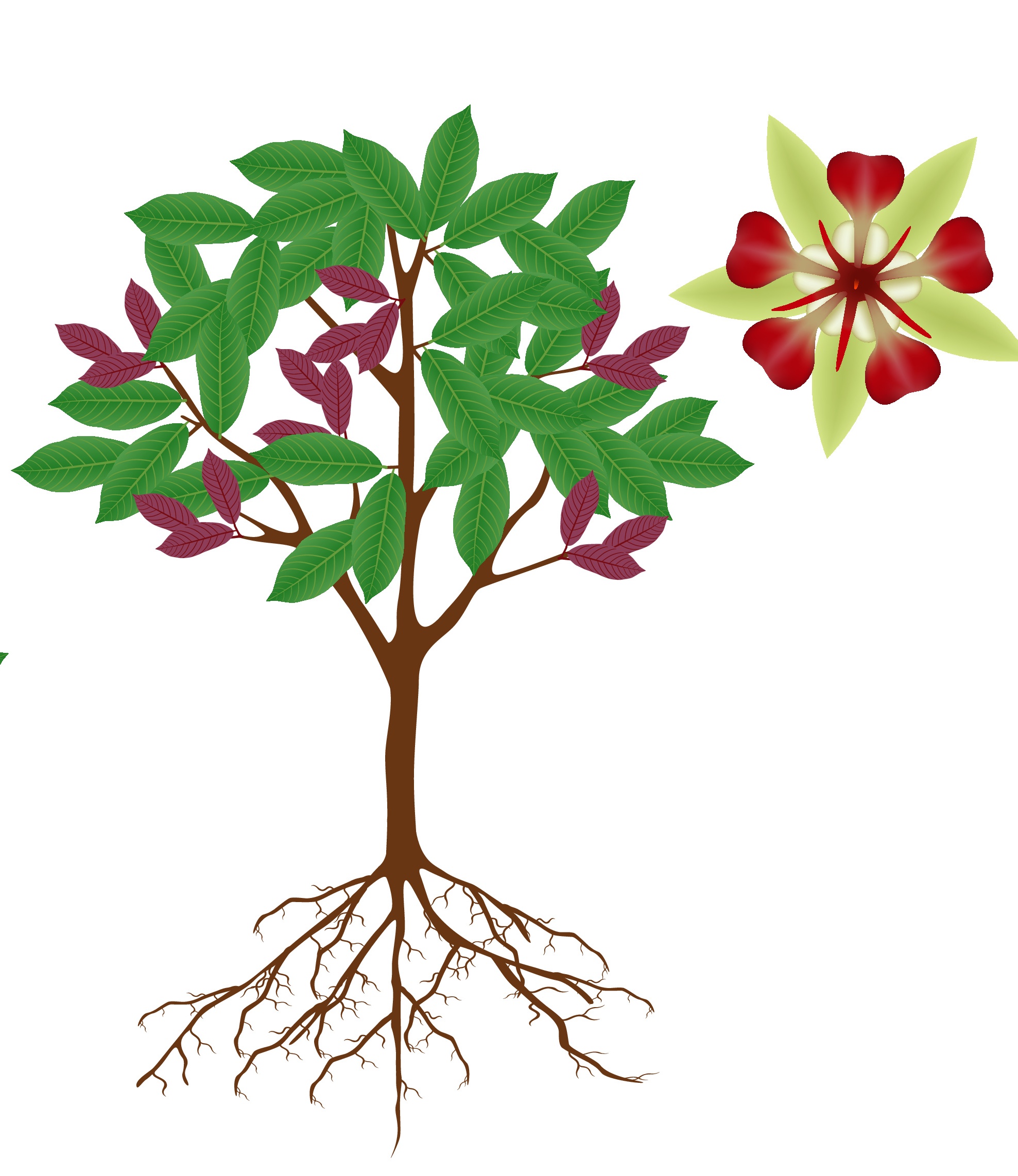 Life Cycle of a Cocoa Plant – Powerline Productions