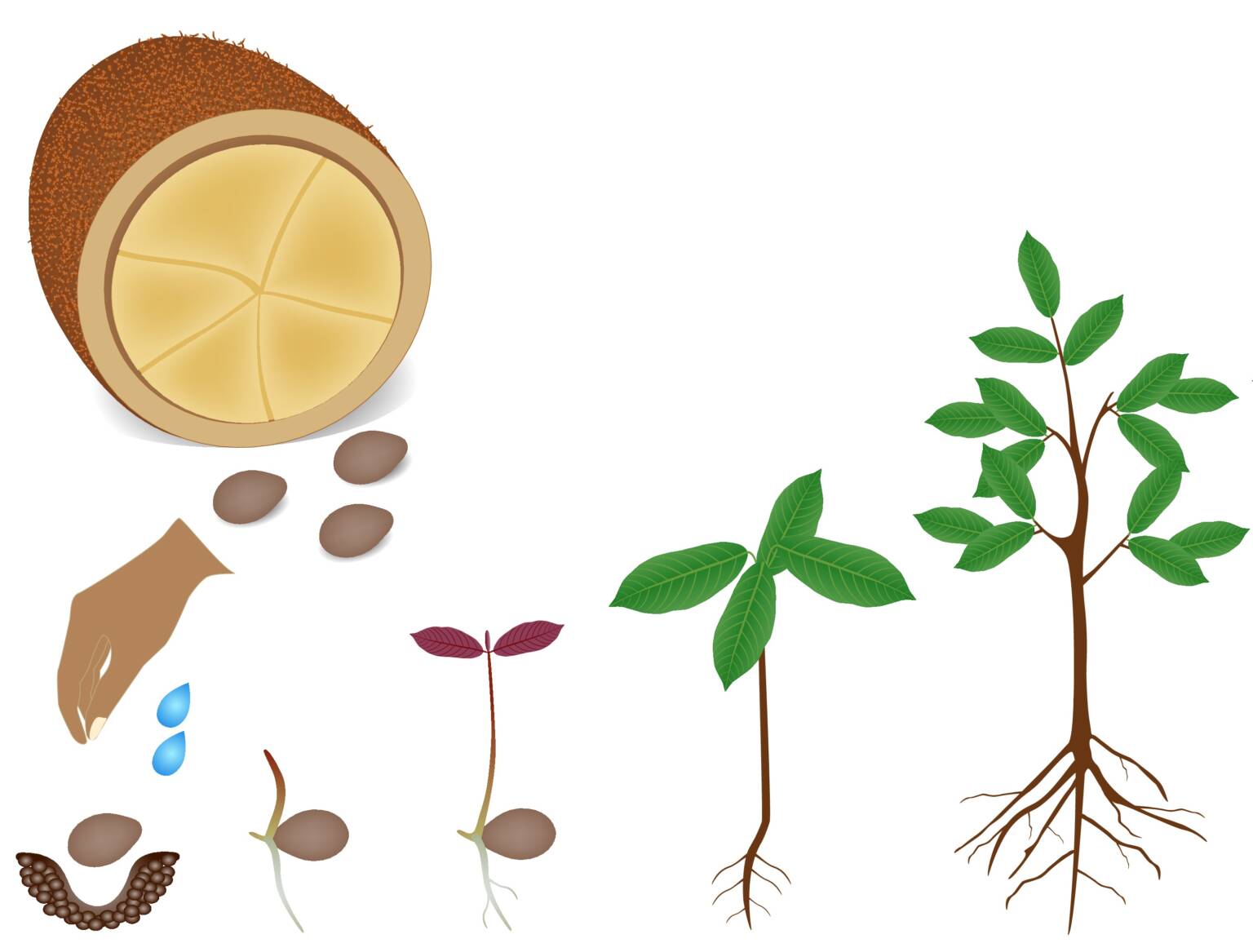 Life Cycle of a Cocoa Plant – Powerline Productions