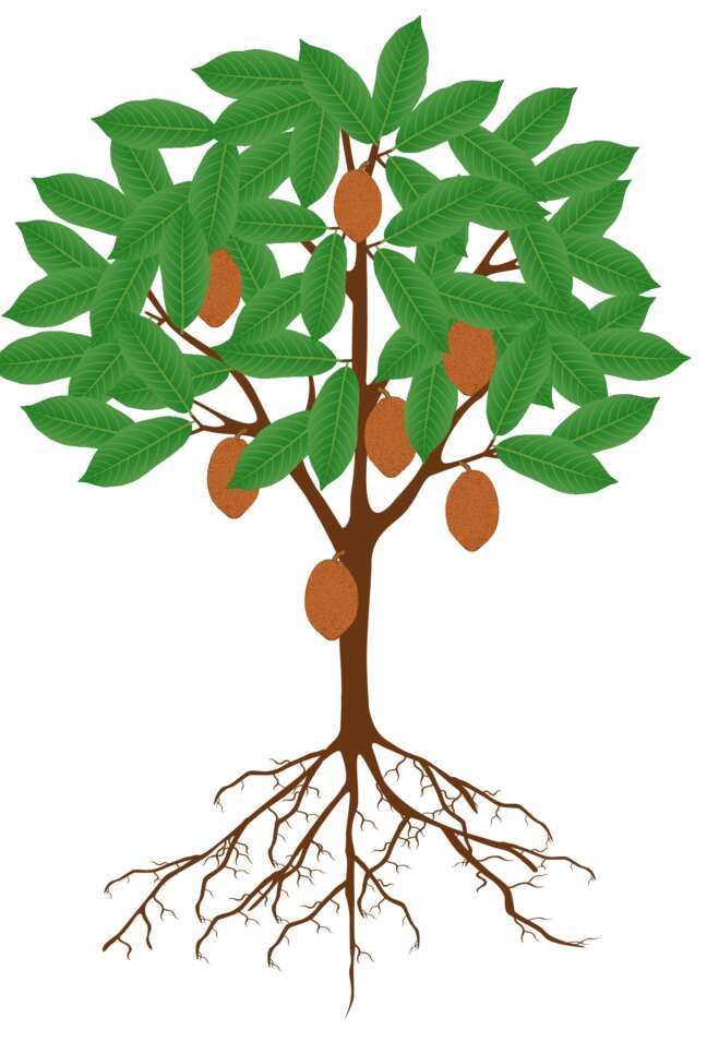 Life Cycle of a Cocoa Plant – Powerline Productions