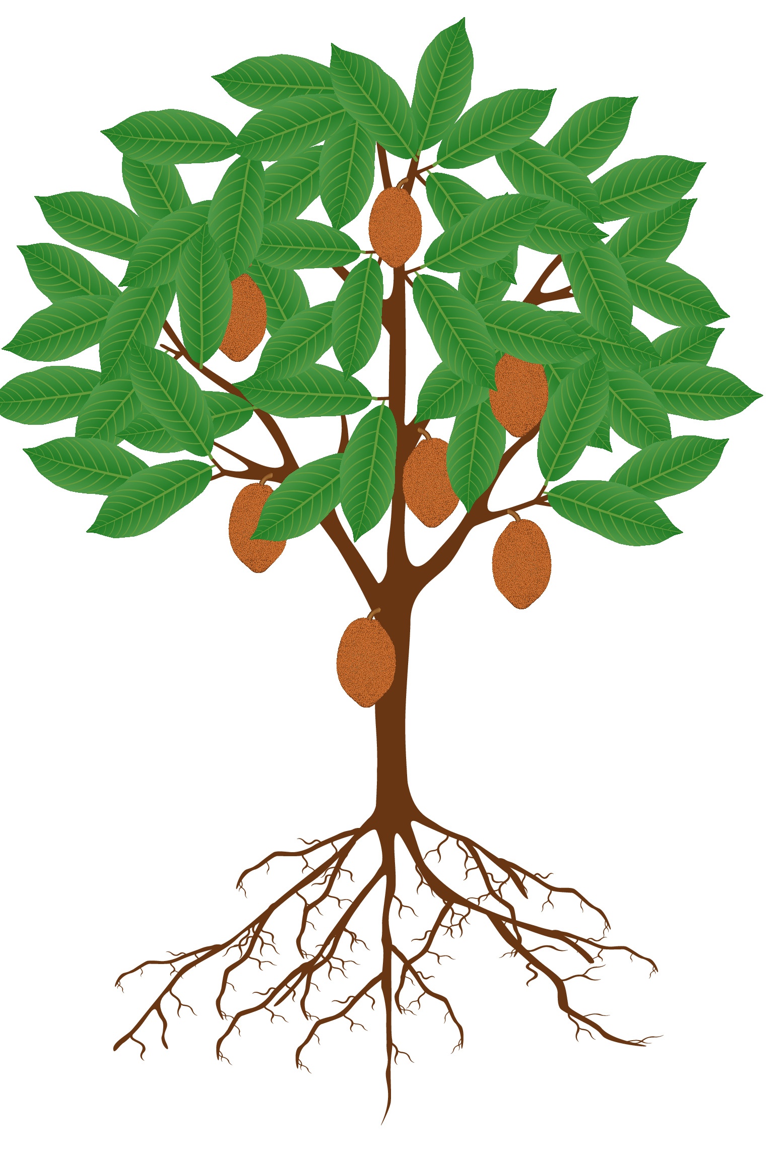 Life Cycle of a Cocoa Plant – Powerline Productions