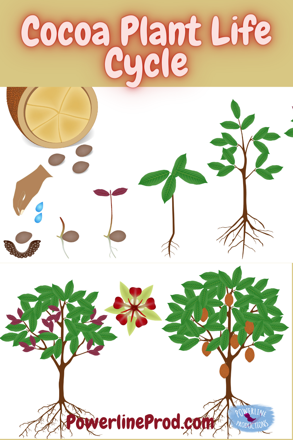 Life Cycle of a Cocoa Plant – Powerline Productions