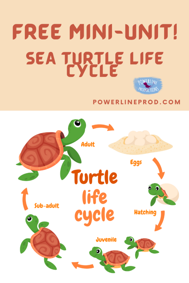 FREE Mini-Unit: Sea Turtle Life Cycle – Powerline Productions